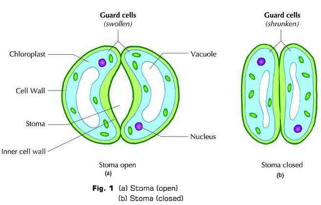 Lab Manual: Stomata - Lab Manuals for Class 10 PDF Download