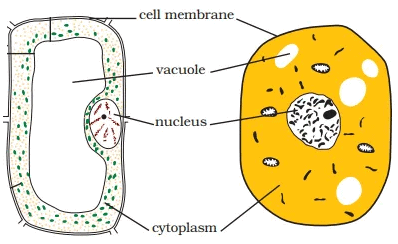 NCERT Solutions for Class 8 Science - Cell Structure and Functions