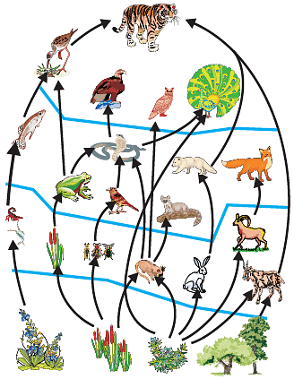 Diagram Based Questions: Our Environment - Science Class 10 PDF Download