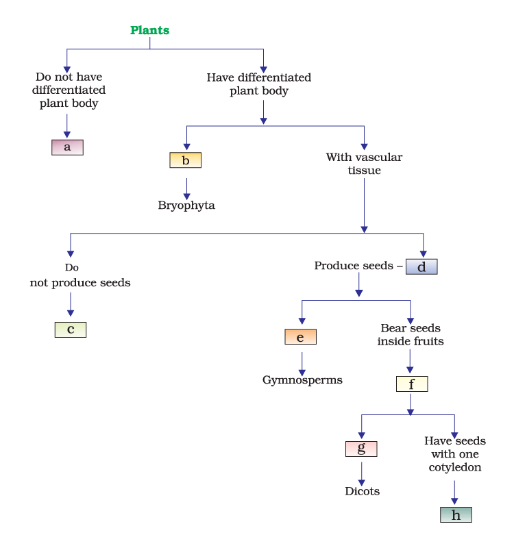 NCERT Exemplar: Diversity in Living Organisms - Biology for Class 9 PDF ...