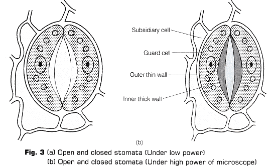 Lab Manual: Stomata - Lab Manuals for Class 10 PDF Download