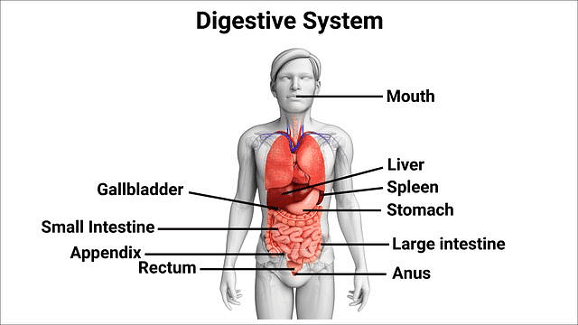 Important Diagrams: Life Processes - Science Class 10 PDF Download