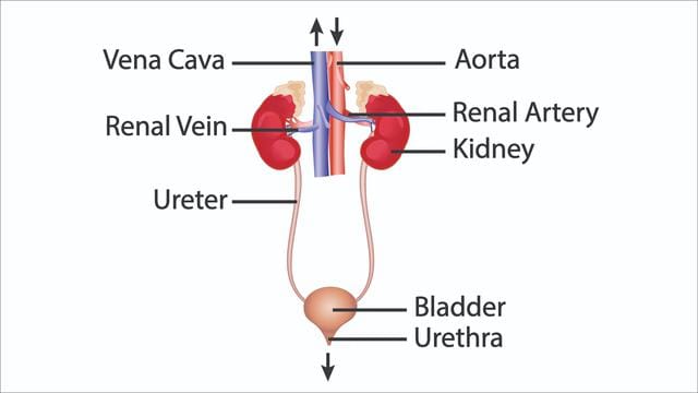 Important Diagrams: Life Processes - Science Class 10 PDF Download