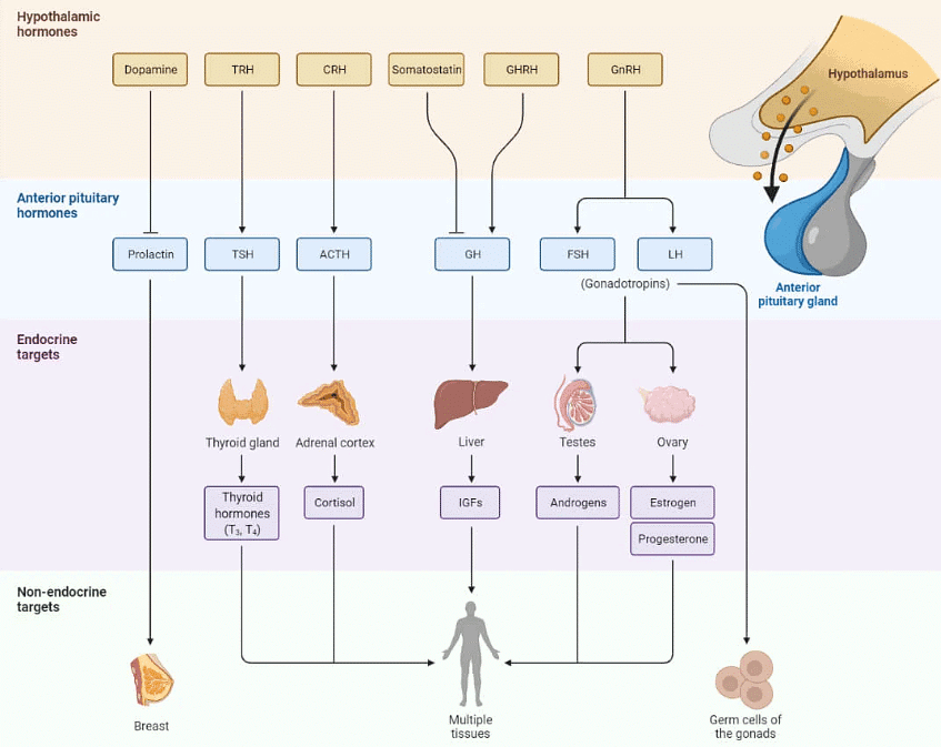 Endocrine System Chapter Notes - Science Olympiad Class 8 PDF Download