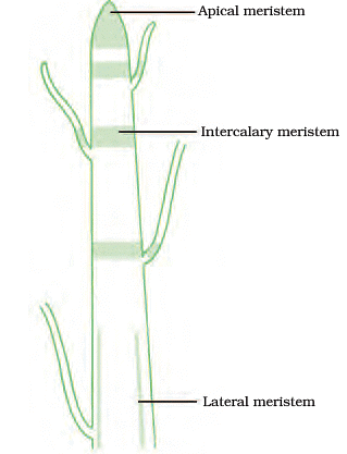 Important Diagrams: Tissues - Science Class 9 PDF Download