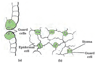 Important Tables and Diagrams: Tissues - Class 9 PDF Download