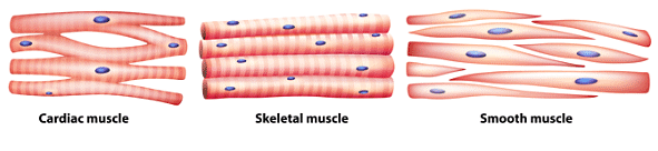 Important Tables and Diagrams: Tissues - Class 9 PDF Download