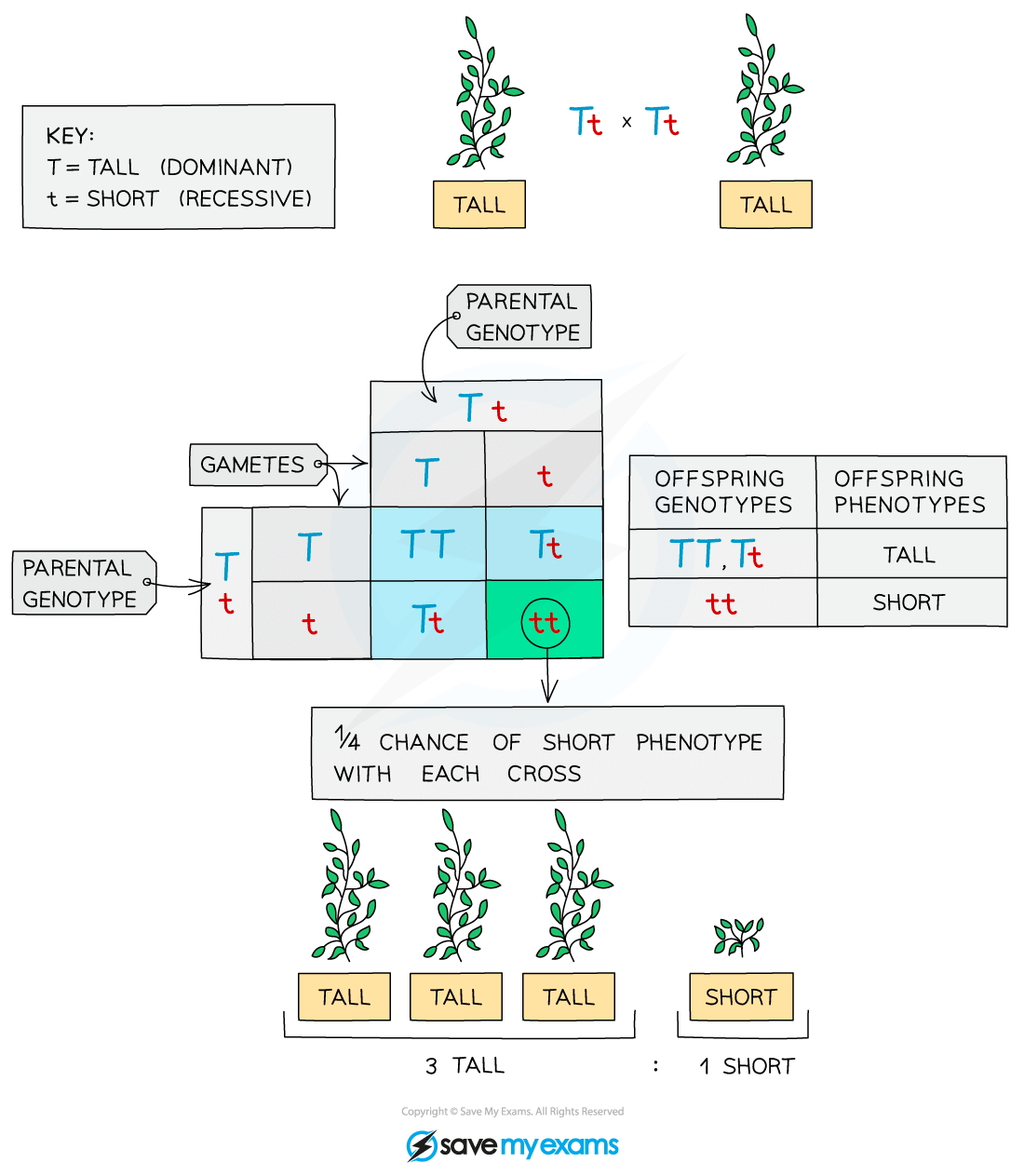 Monohybrid Inheritance - Year 9 PDF Download
