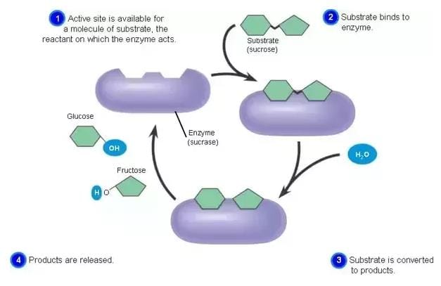 what is hydrolytic enzyme and its function - EduRev Class 9 Question