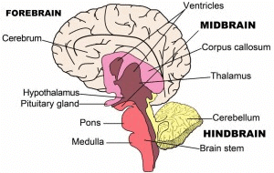 The Structure And Function Of The Human Brain - Class 10 PDF Download