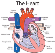 STRUCTURE OF HUMAN HEART Class 10