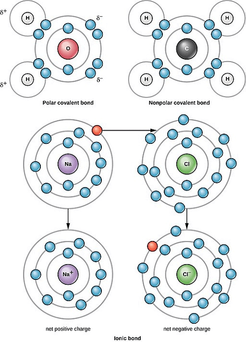 Non-Polar and Polar Covalent Bonds - Class 11 PDF Download
