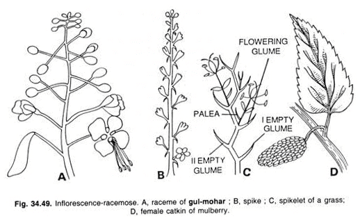 Major Types of Inflorescence - Class 11 PDF Download