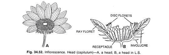 Major Types of Inflorescence - Class 11 PDF Download
