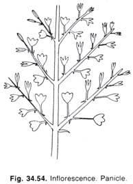Major Types of Inflorescence - Class 11 PDF Download