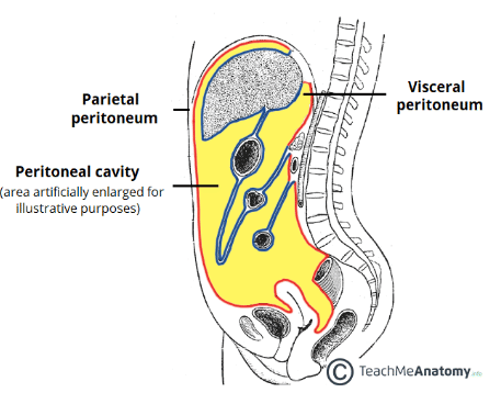Peritoneal Cavity