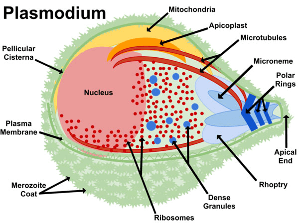 Life cycle of Plasmodium - Class 11 PDF Download