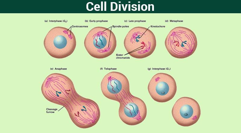 Cell division - Class 11 PDF Download