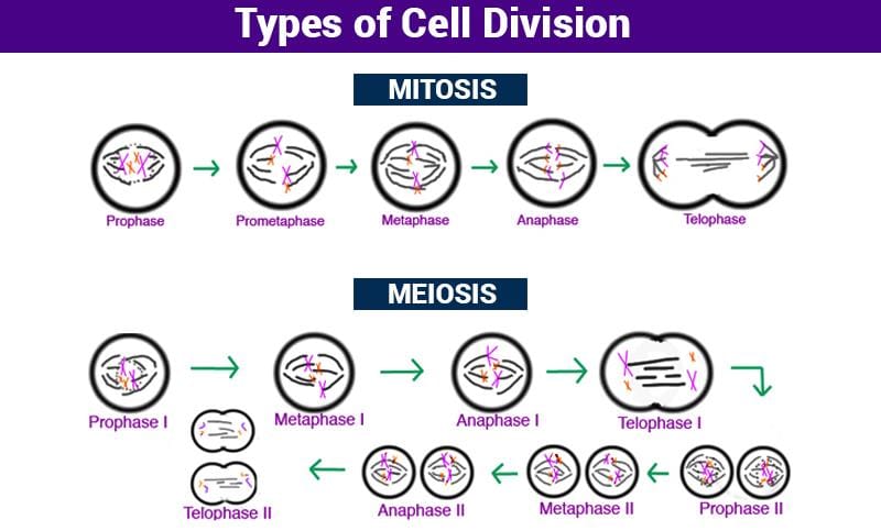 Cell division - Class 11 PDF Download