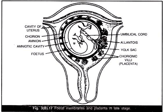 Placenta: Structure and Functions - Class 12 PDF Download