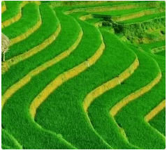 Difference between terrace farming , contour ploughing and contour ...