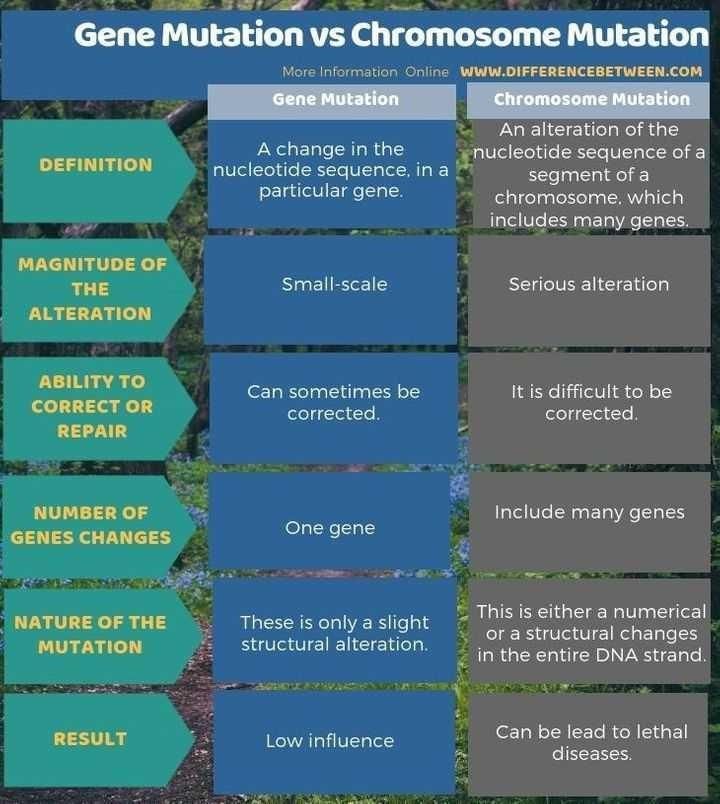 Gene mutation vs chromosome mutation ? - EduRev NEET Question Gene mutation vs chromosome mutation ? - EduRev NEET Question