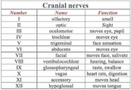 Cranial Nerves And Their Functions EduRev NEET Question