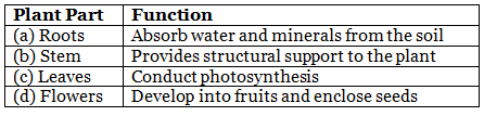 Plants Class 1 Worksheet EVS Chapter 5