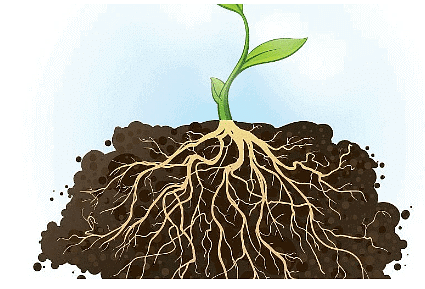 Plants Chapter Notes - Science Olympiad Class 4 PDF Download