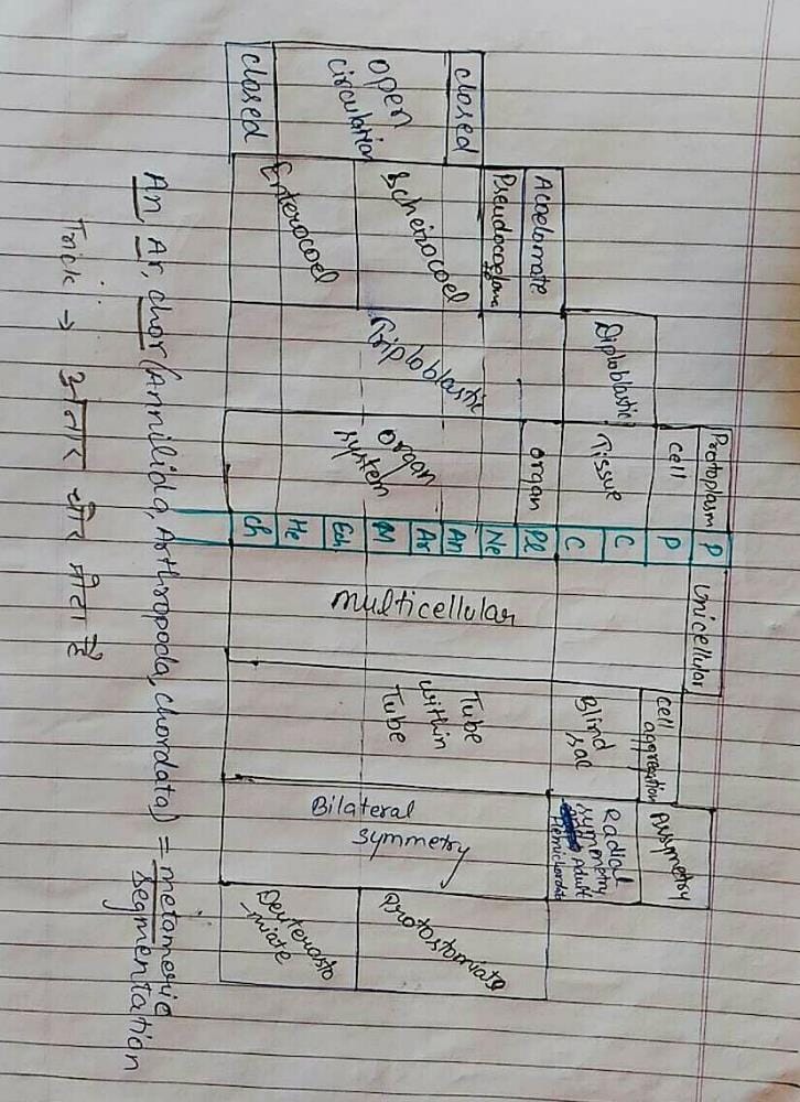 Mind map on Animal kingdom? - EduRev NEET Question