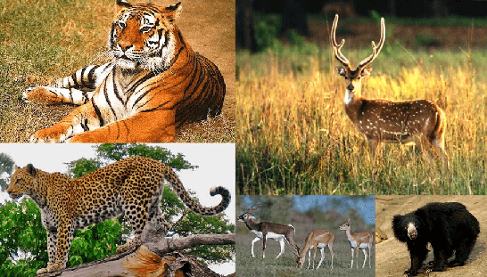 Class 10 Geography Chapter 2 Extra Question Answers - Forest and ...