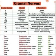Cranial Nerves And Their Functions EduRev NEET Question