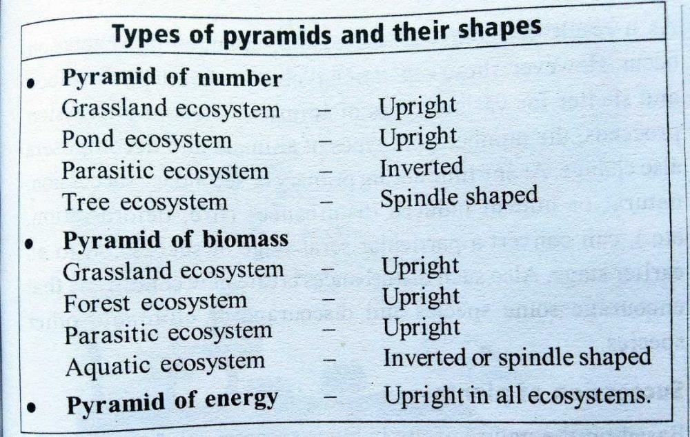 Types of pyramids and it's shape.? - EduRev NEET Question