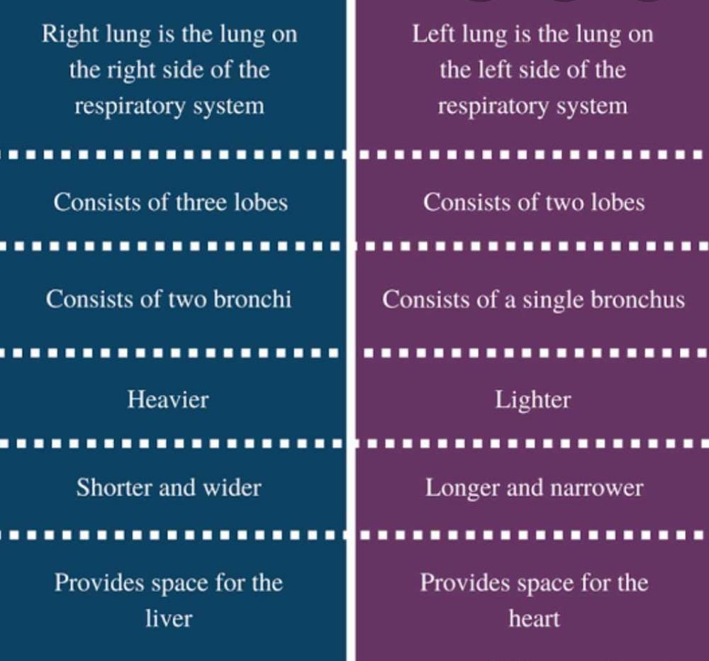 The number of lobes in right and left lung of a man area)2 and 3b)3 and ...