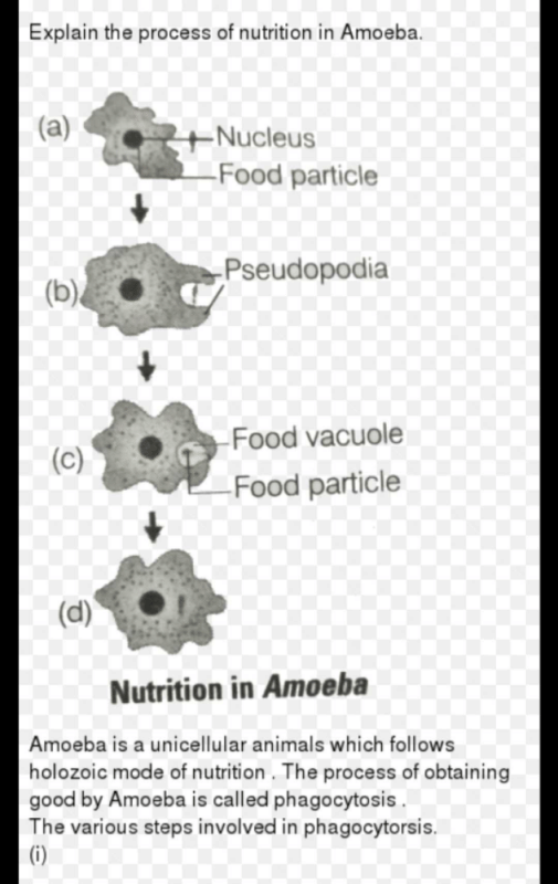 Explain nutrition in ameoba? - EduRev Class 10 Question