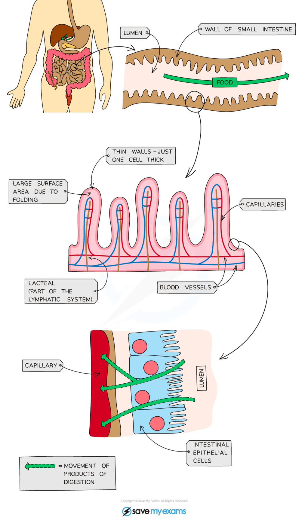 Adaptations of the Small Intestine - Year 9 PDF Download