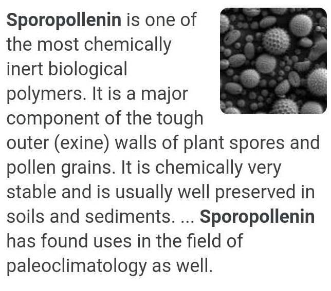 Sporopollenin is constituents ofa)Tracheidsb)Pollen wallc)Embryo sacd ...