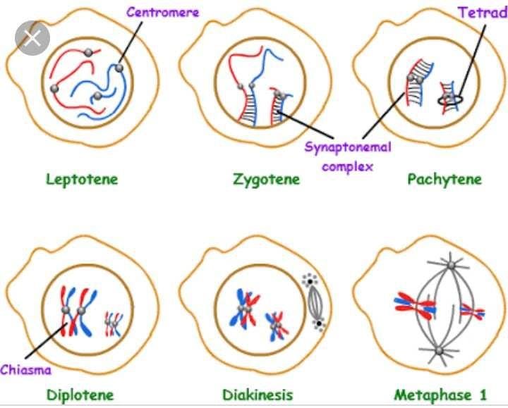 Stages in proper sequence of prophase I area)Zygotene, Leptotene ...