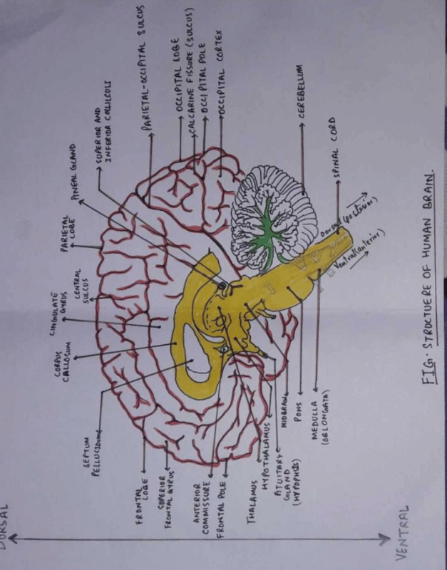Human Brain diagram? | EduRev Class 10 Question
