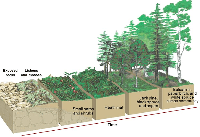 Biosphere and Working of Ecosystems: Environment and Disaster ...