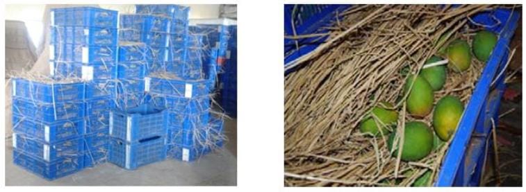Paddy straw - Cushioning material for fruits and vegetables, Biomass ...