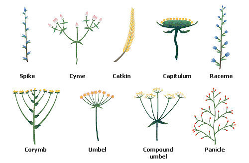 The Leaf and The Inflorescence - Biology for ACT PDF Download