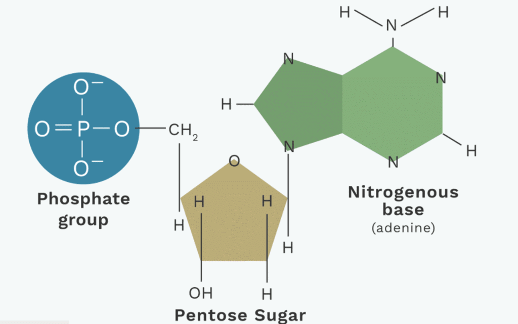DNA: Structure of Polynucleotide Chain - Biology Class 12 - NEET PDF ...