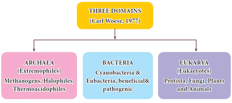 Need for Classification and Three Domains of Life - Biology A-Level - A ...