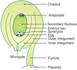 NCERT Solutions Class 12 Biology Chapter 1 - Sexual Reproduction in ...