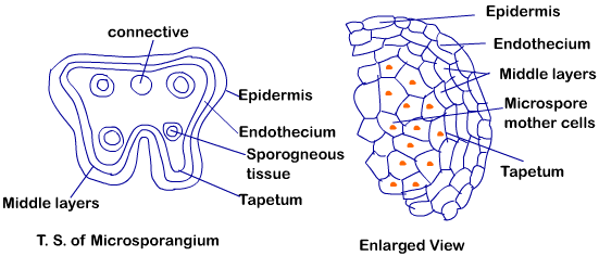 Microsporogenesis - Biology for Grade 12 PDF Download