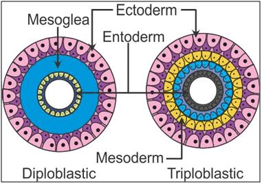 Symmetry, Diploblastic & Triploblastic Organisation | Biology Class 11 ...