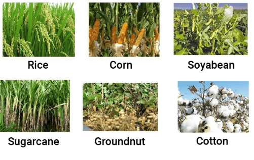 Crop Production and Management Class 8 Notes Science Chapter 1 Free PDF