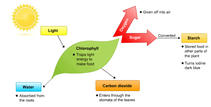 Theory and Procedure, Demonstration of Stomata on a Leaf Peel - Science ...