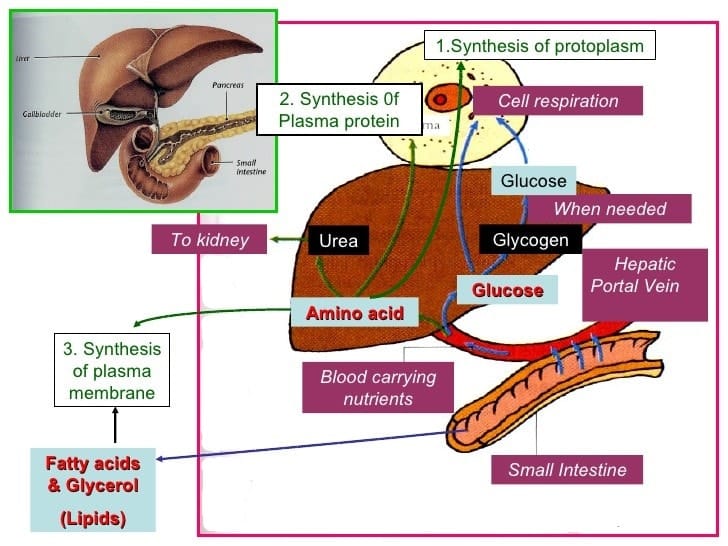 Absorption of Digested Products and Disorders of Digestive System ...